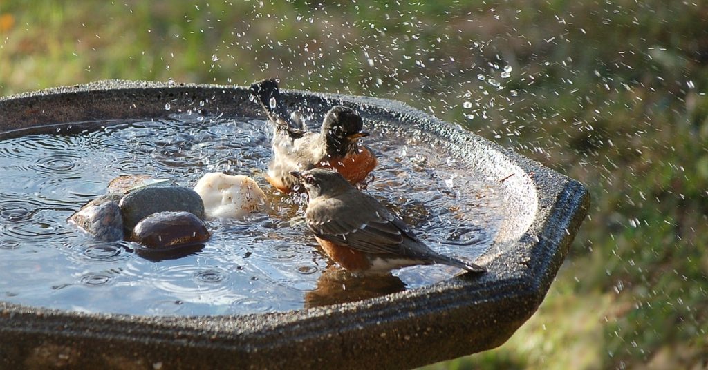 How to Care for Birds in Summer - Garden Birds in Summer