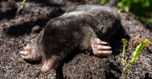 6 fun facts about moles - Happy Beaks Blog