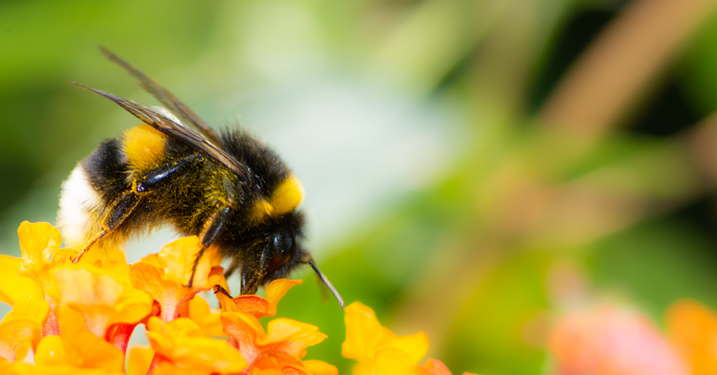 Guide to British bees - Happy Beaks Blog