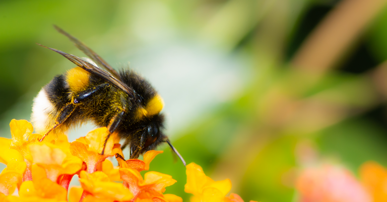 Guide to British bees - Happy Beaks Blog