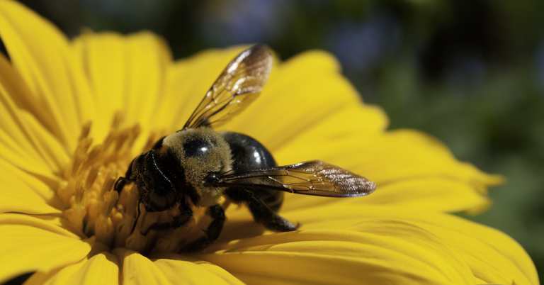 Guide to British bees - Happy Beaks Blog