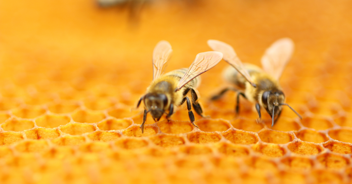 Guide to British bees - Happy Beaks Blog