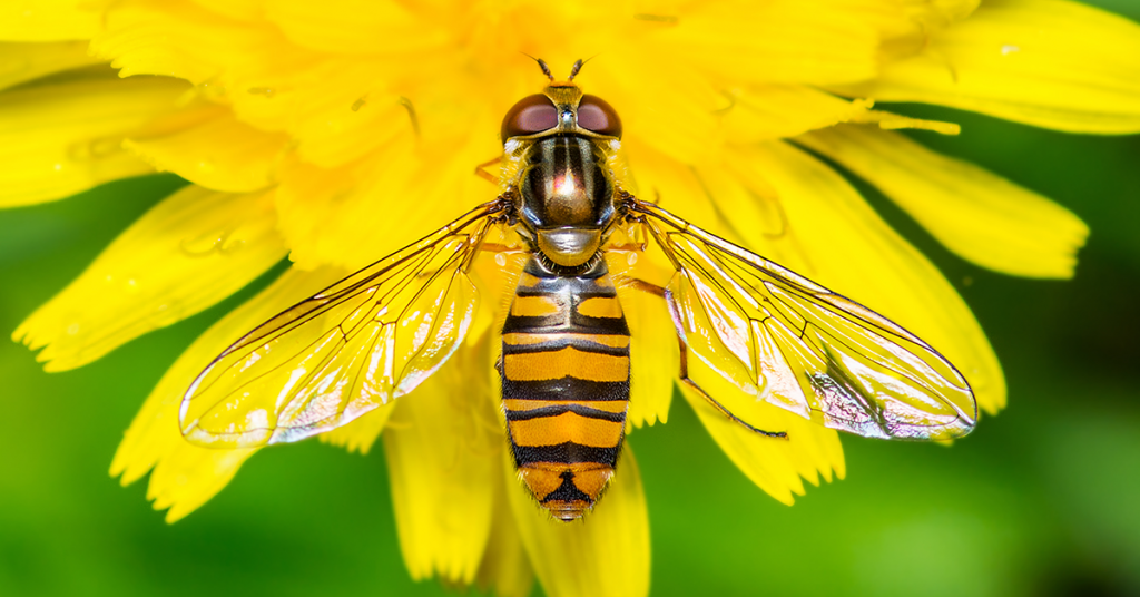 Insects To Encourage In Your Garden - Happy Beaks Blog