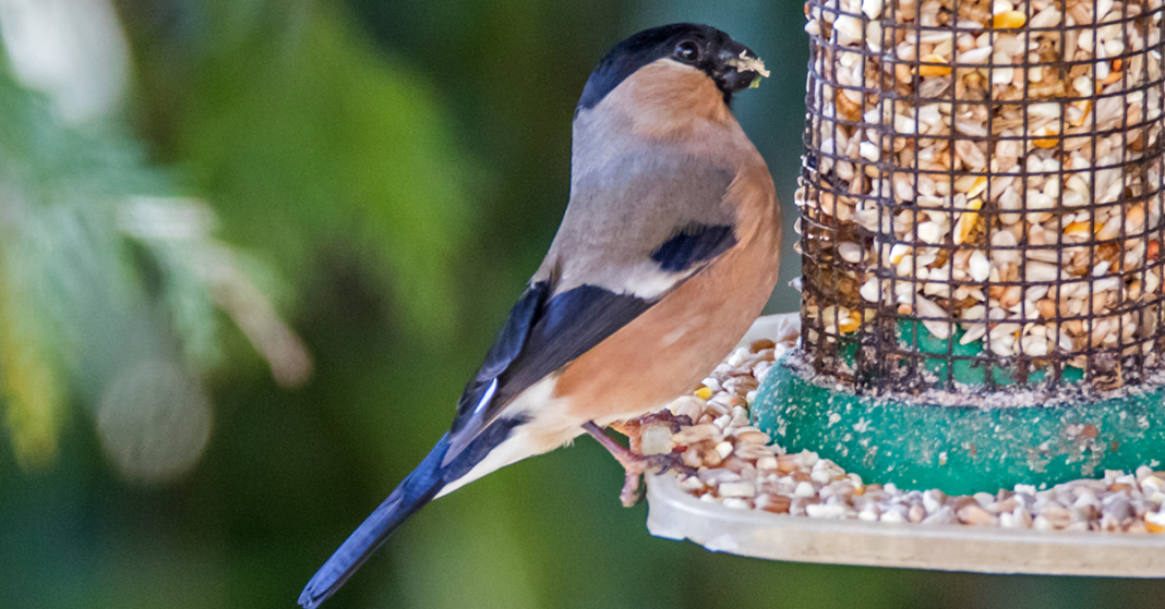 Why is good bird feeding hygiene important? - Happy Beaks Blog