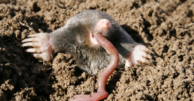 6 fun facts about moles - Happy Beaks Blog