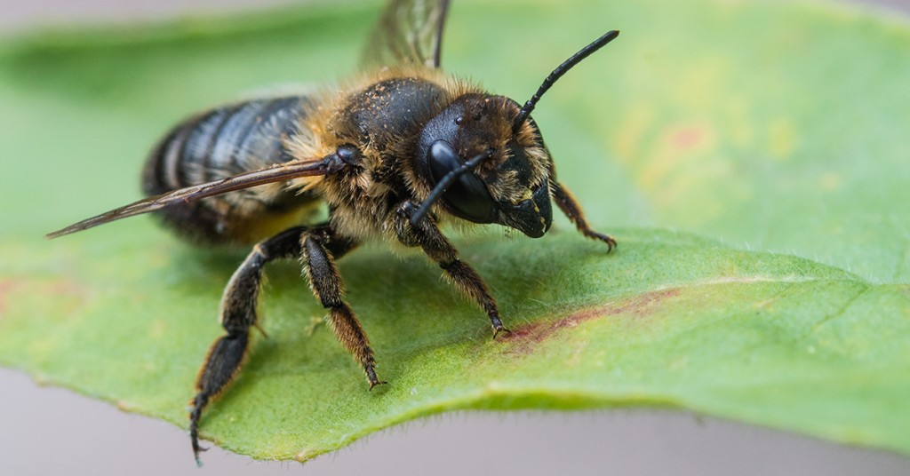 Guide to British bees - Happy Beaks Blog