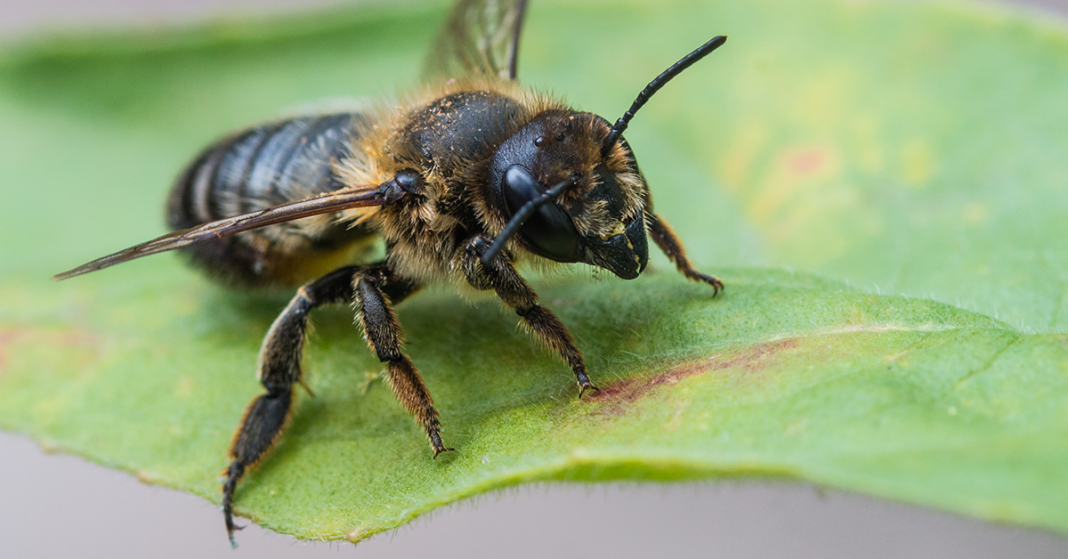 Guide to British bees - Happy Beaks Blog