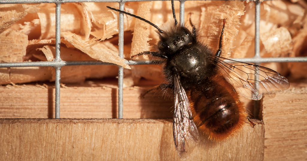 Guide to British bees - Happy Beaks Blog