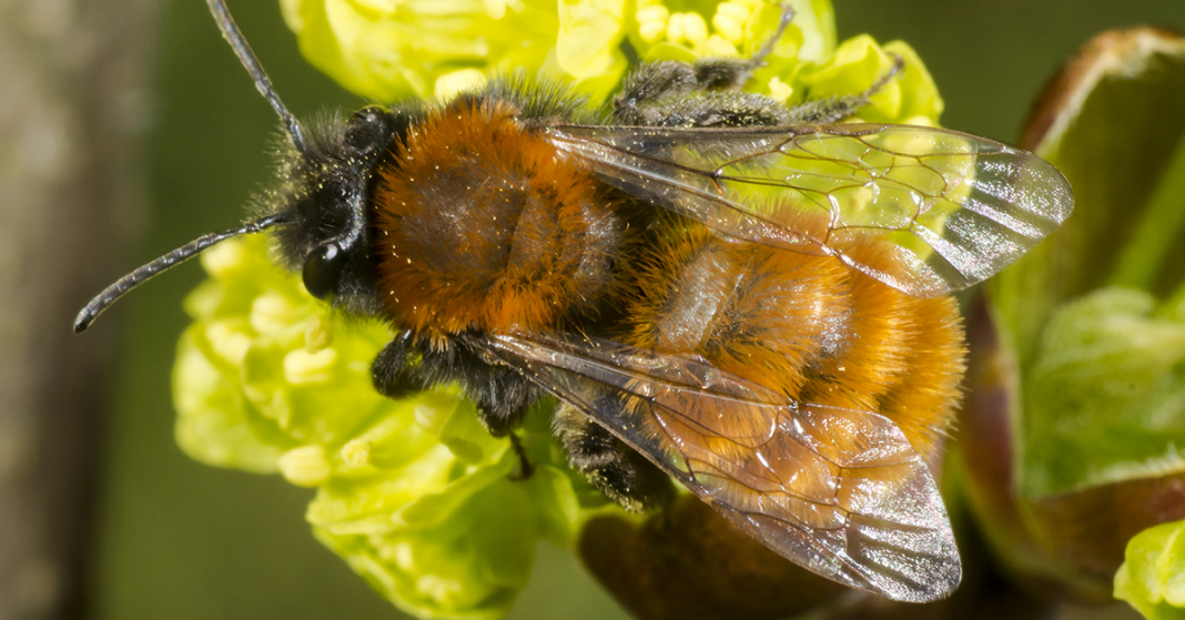 Guide to British bees - Happy Beaks Blog