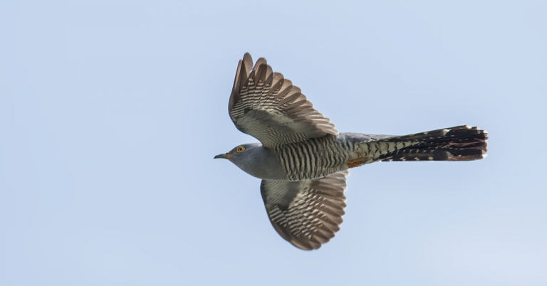 The Life Cycle of the Cuckoo - Happy Beaks Blog