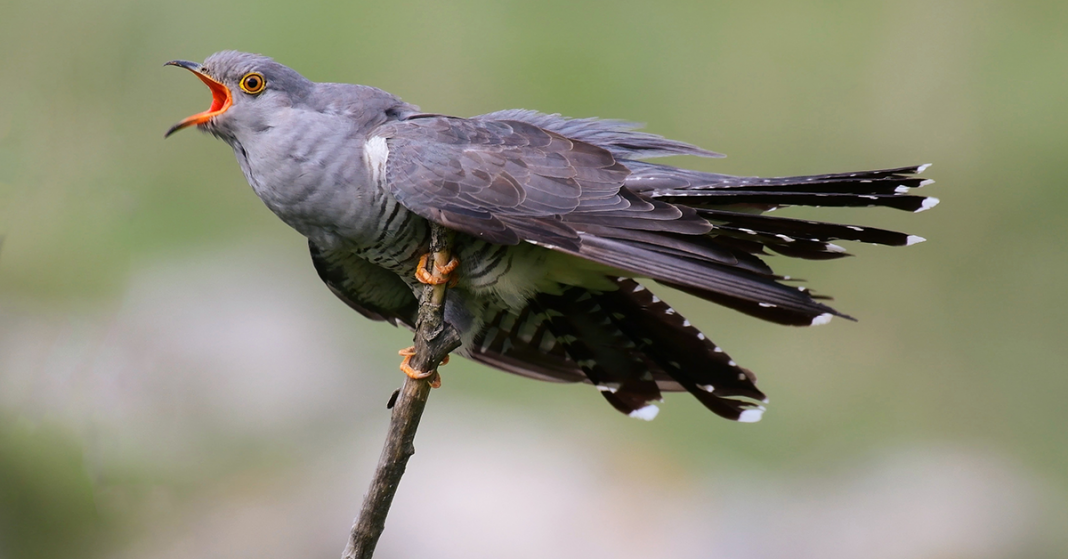 The Life Cycle of the Cuckoo - Happy Beaks Blog