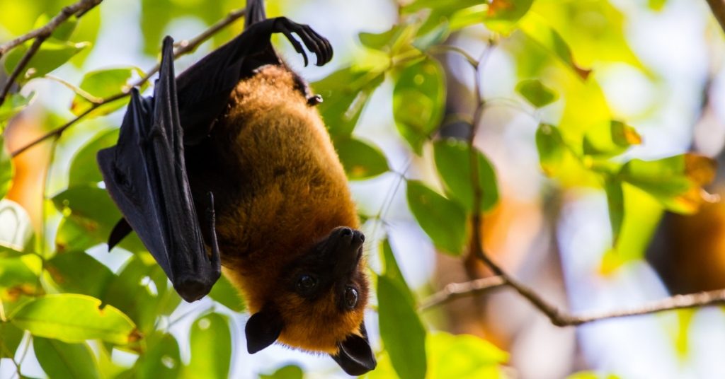 National Wildlife Gardening Week - Start a Wildlife Garden