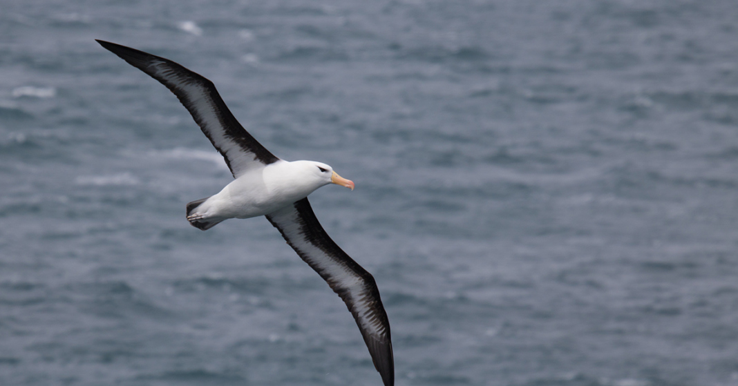 10 fun facts about birds - Happy Beaks Blog