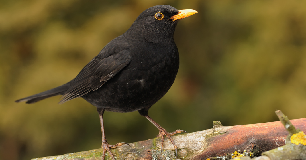 Guide to British thrushes - Happy Beaks Blog