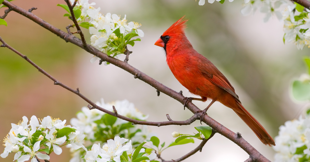 10 fun facts about birds - Happy Beaks Blog