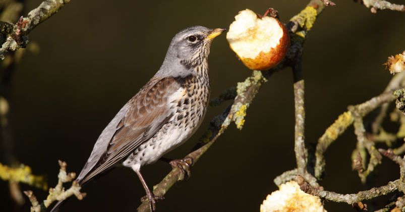Guide to British thrushes - Happy Beaks Blog
