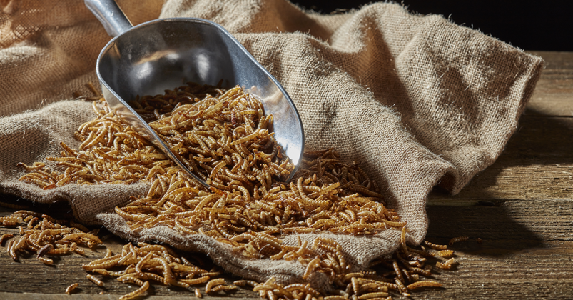 Guide to Mealworms - Happy Beaks Blog