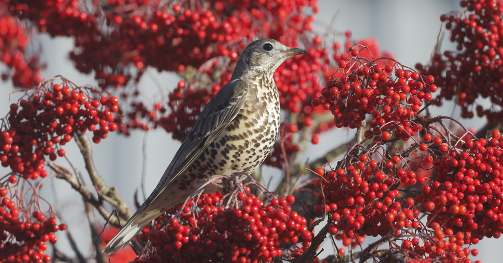 Guide to British thrushes - Happy Beaks Blog