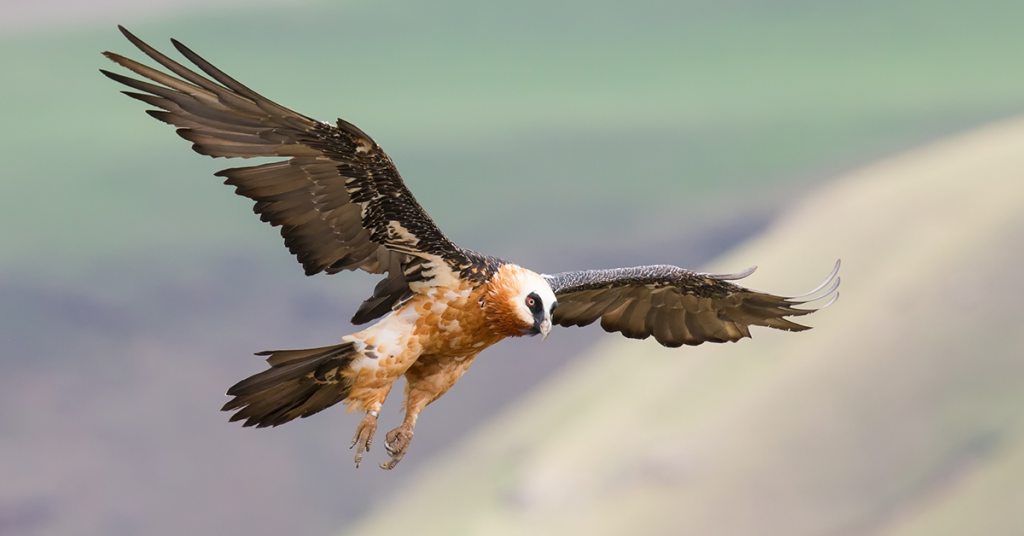 Interesting facts about the bearded vulture - Happy Beaks Blog