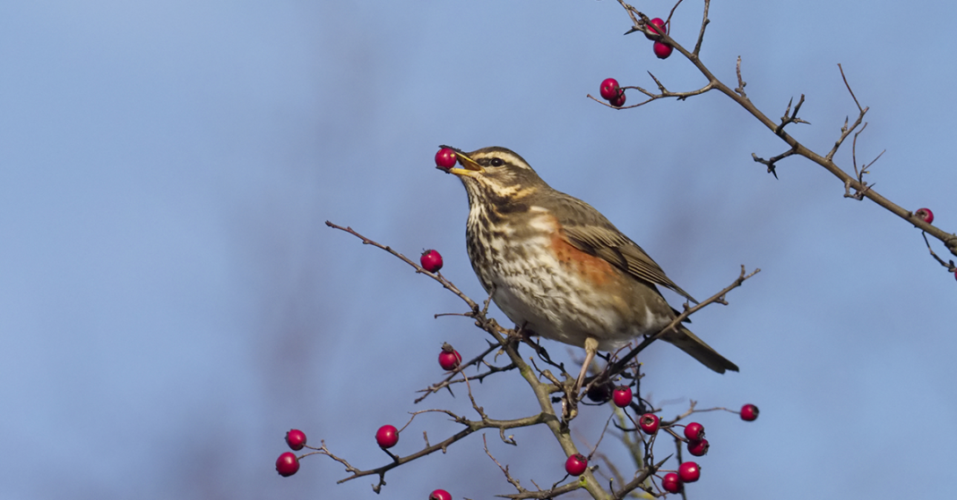 Guide to British thrushes - Happy Beaks Blog