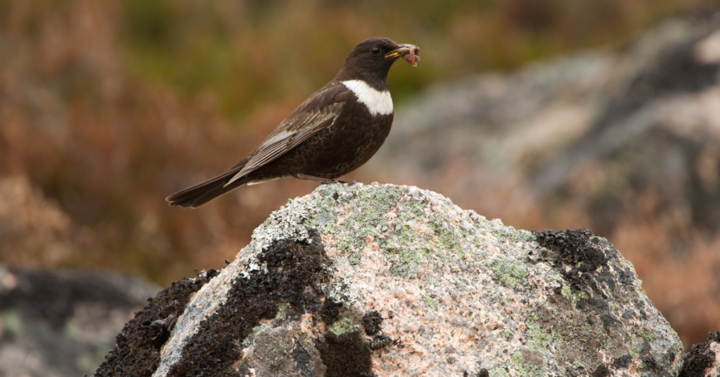 Guide to British thrushes - Happy Beaks Blog