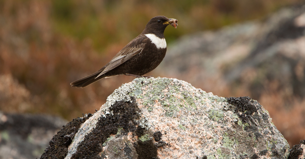 Guide to British thrushes - Happy Beaks Blog