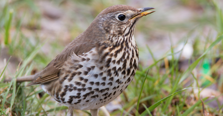 Guide to British thrushes - Happy Beaks Blog
