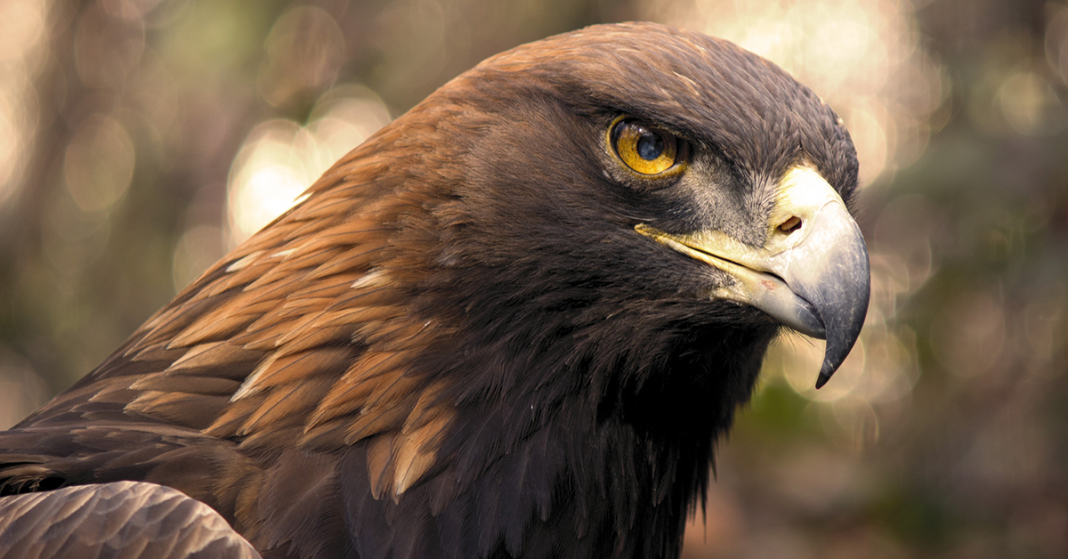 History of the golden eagle in Britain - Happy Beaks Blog