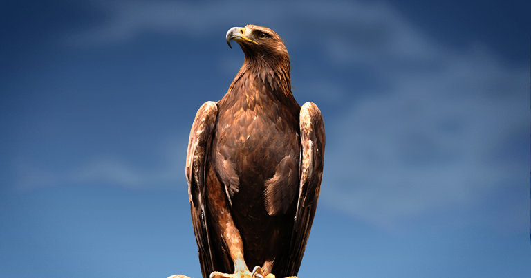History of the golden eagle in Britain - Happy Beaks Blog