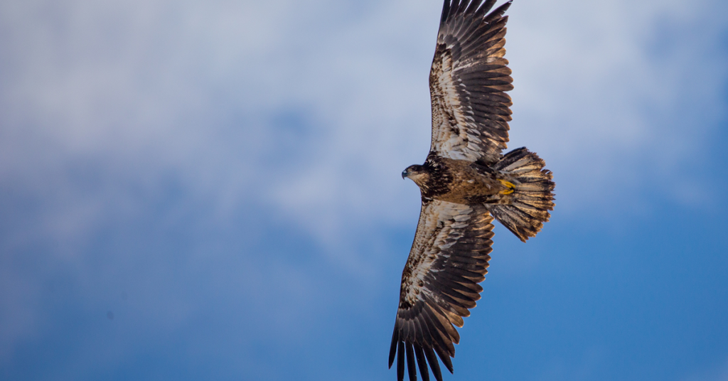 History of the golden eagle in Britain - Happy Beaks Blog