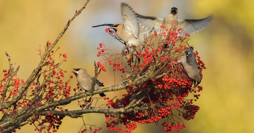 8 Birds to Look Out For This Autumn | Happy Beaks