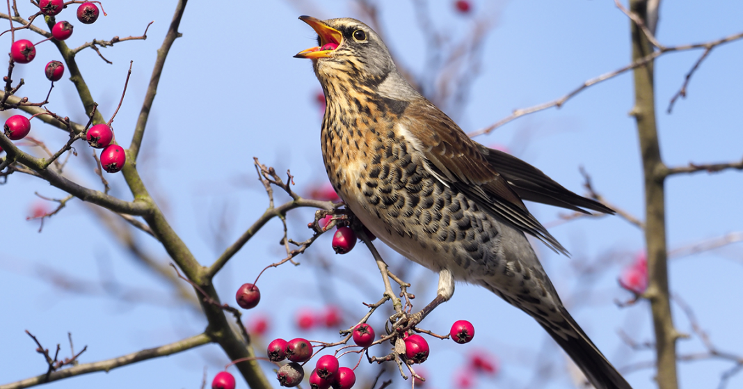 8 Birds to Look Out For This Autumn | Happy Beaks