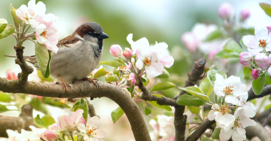 How to photograph garden birds - tips from Happy Beaks' favourites ...