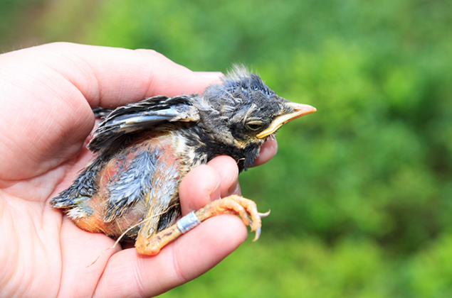 What is bird ringing? - Happy Beaks Blog