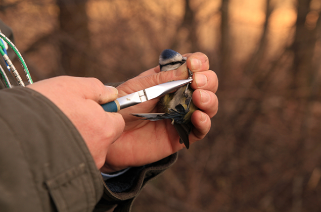 What is bird ringing? - Happy Beaks Blog