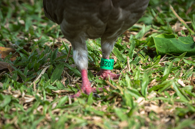 What is bird ringing? - Happy Beaks Blog
