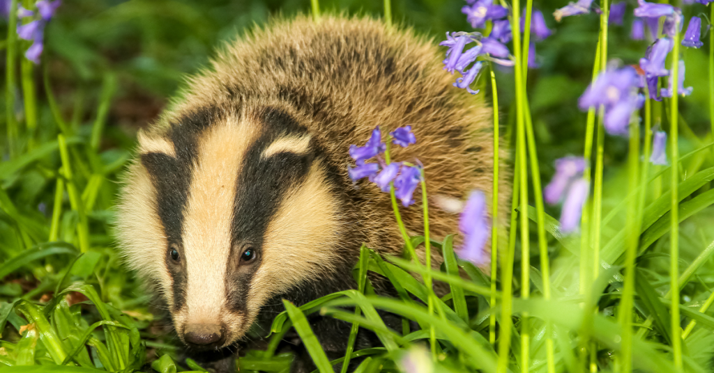 Fascinating British Wildlife - Happy Beaks Blog
