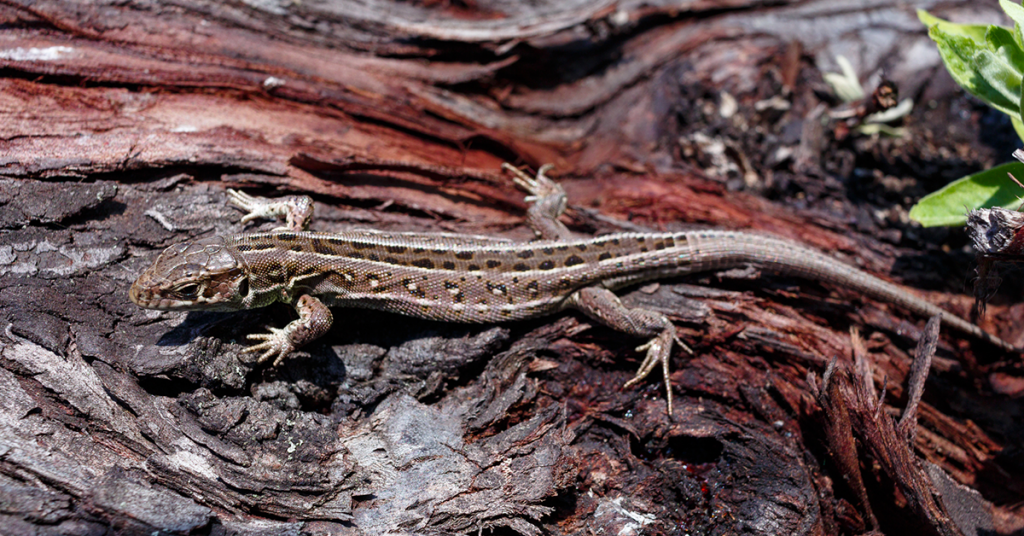 Fascinating British Wildlife - Happy Beaks Blog