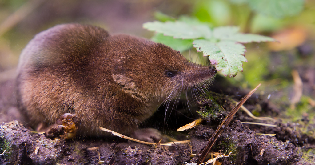 Fascinating British Wildlife - Happy Beaks Blog