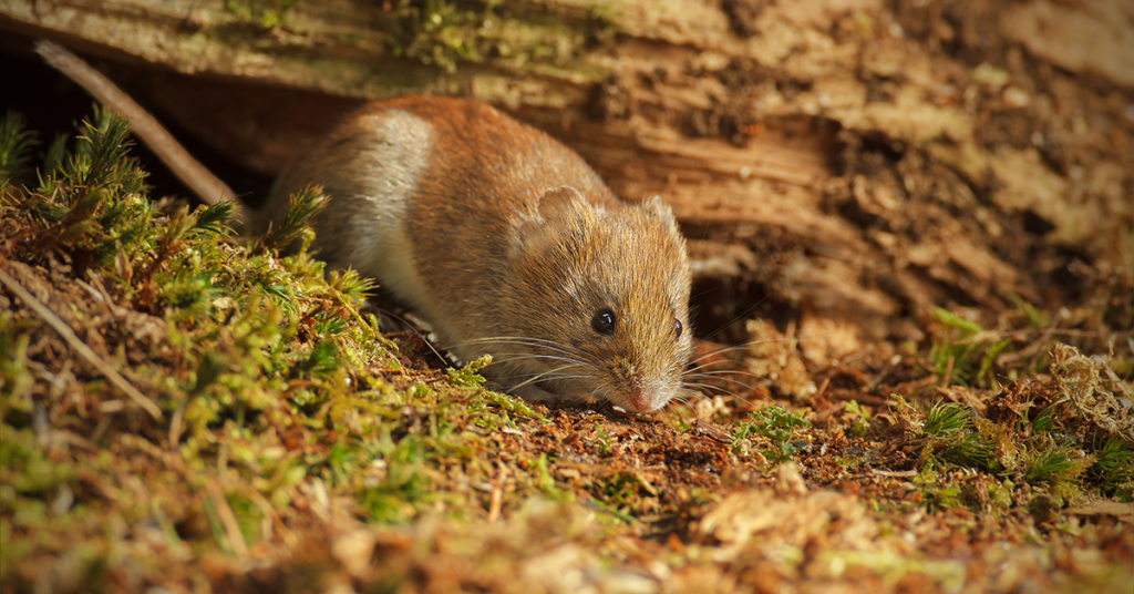 Fascinating British Wildlife - Happy Beaks Blog