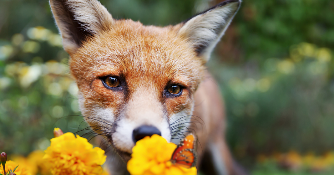 Fascinating British Wildlife - Happy Beaks Blog