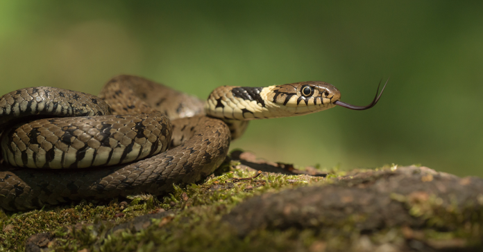 Fascinating British Wildlife - Happy Beaks Blog