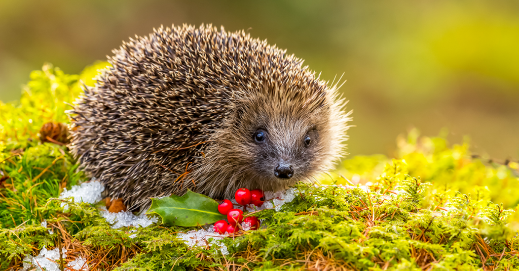 Fascinating British Wildlife - Happy Beaks Blog