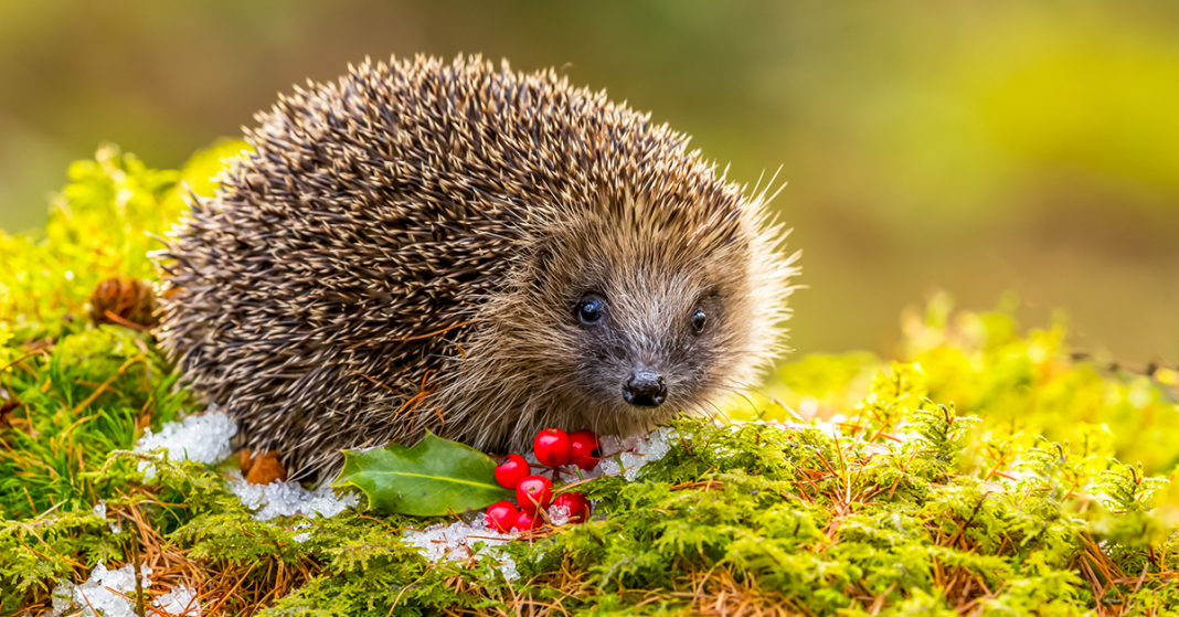 Fascinating British Wildlife - Happy Beaks Blog