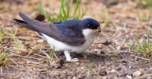 Swift, Swallow, or Martin? - Happy Beaks Blog