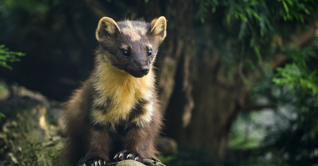 Fascinating British Wildlife - Happy Beaks Blog