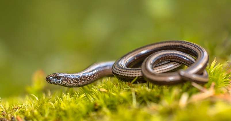 Fascinating British Wildlife - Happy Beaks Blog