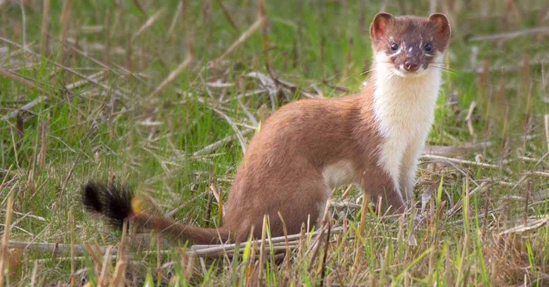 Fascinating British Wildlife - Happy Beaks Blog