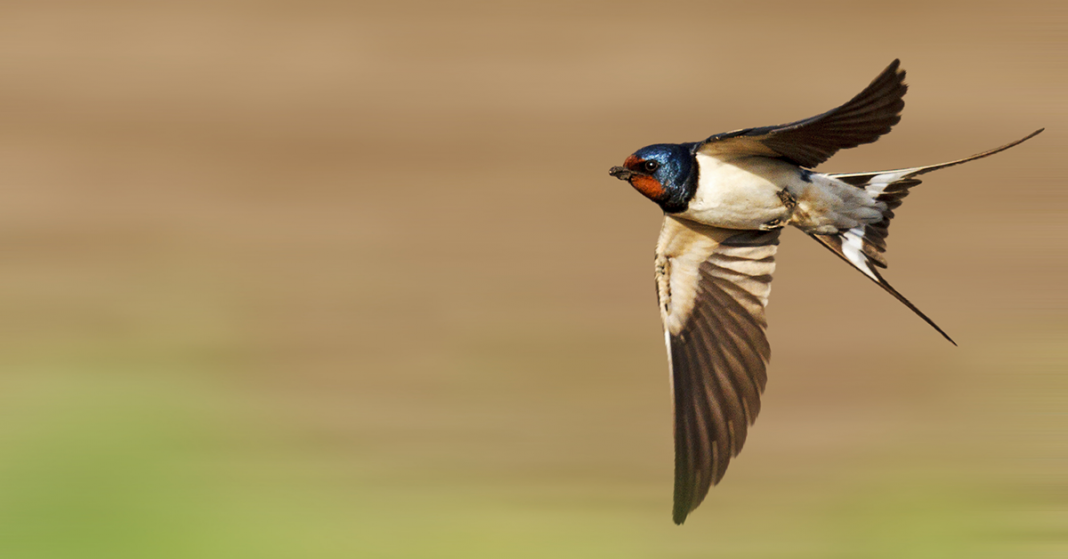 Swift, Swallow, or Martin? - Happy Beaks Blog