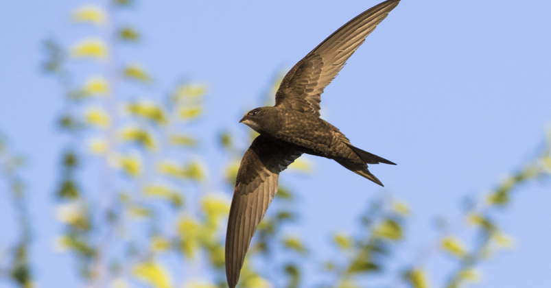 Swift, Swallow, or Martin? - Happy Beaks Blog